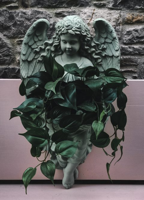 How to Care for you Exotic Angel Plant, Care Tips - For Plants