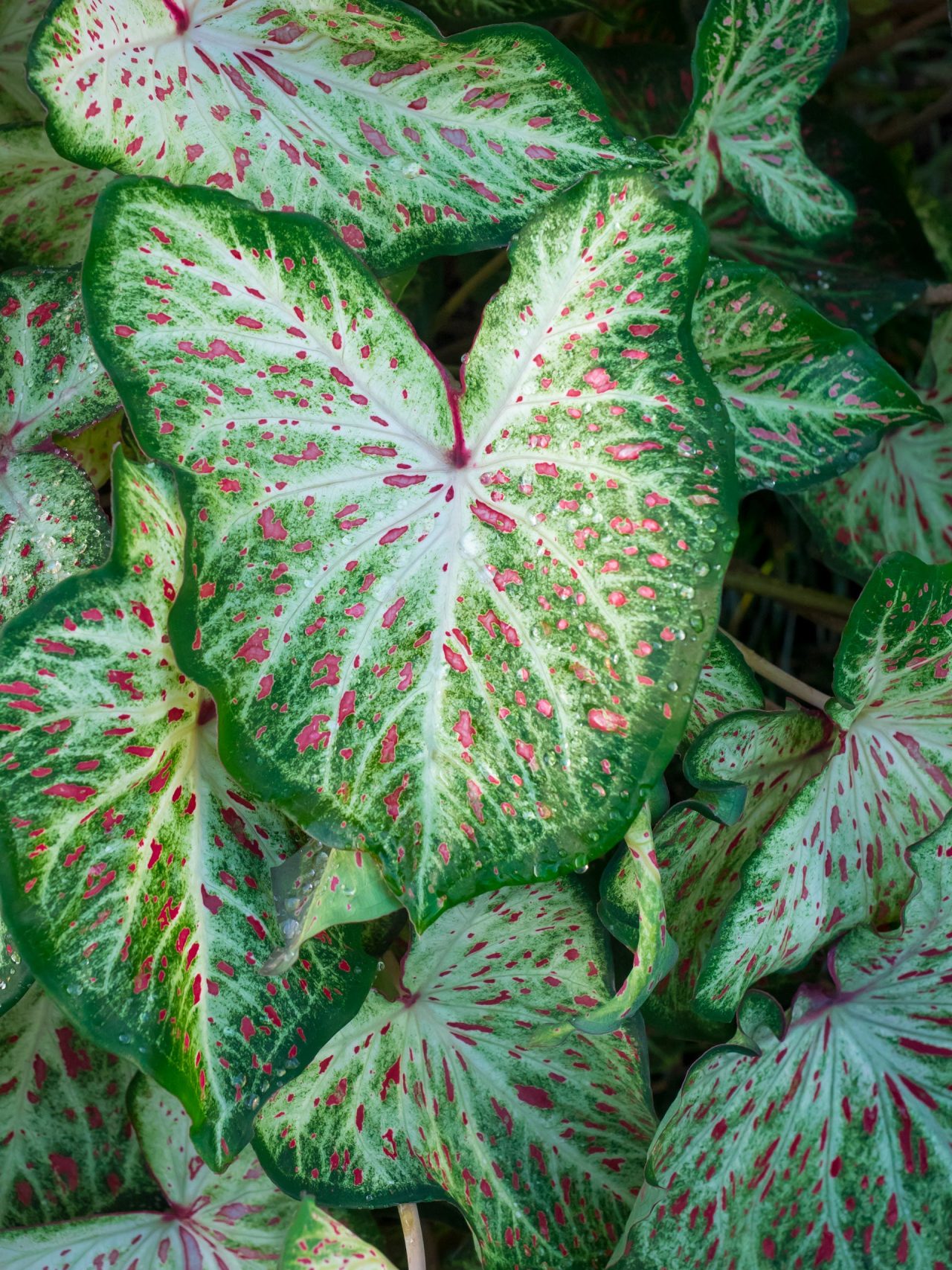 Angel Plant Care Tips - For Plants