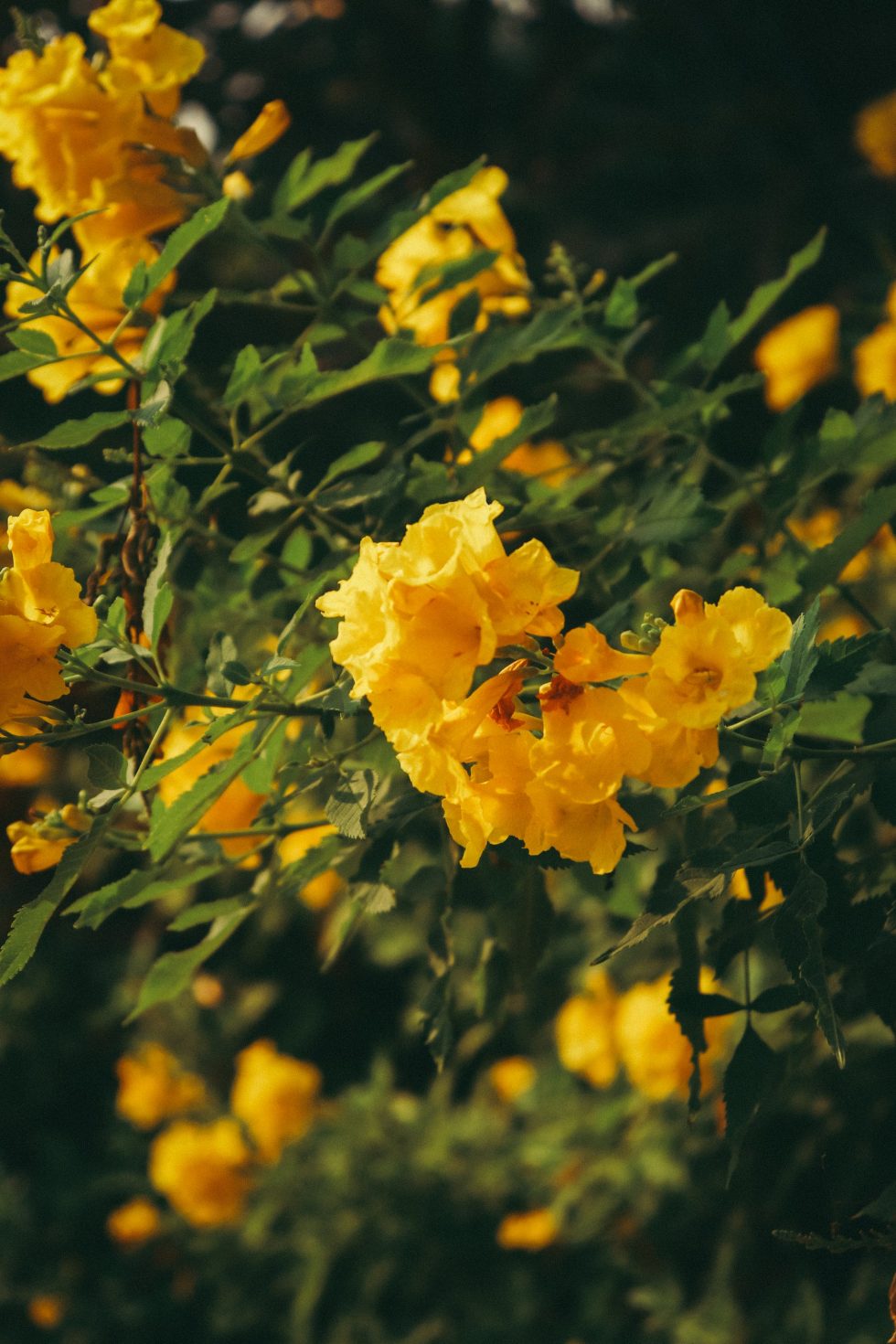 The Most Common Plants in the Bahamas - For Plants