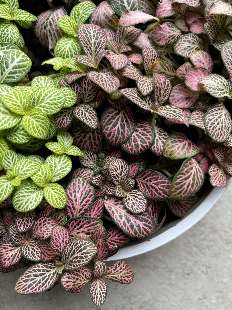 Fittonia albivenis: Nerve Plant - For Plants