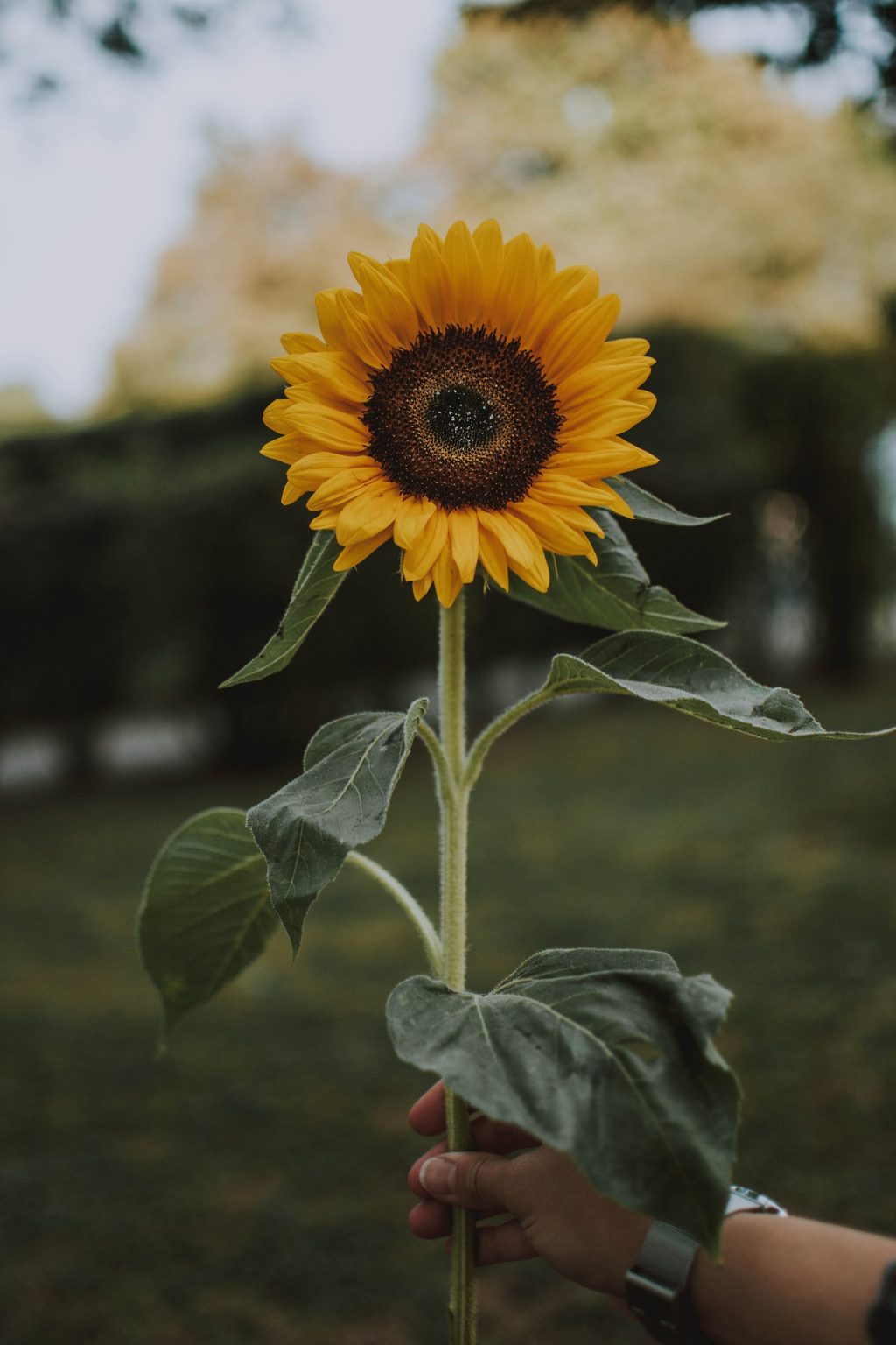 Annual Plants Explained With Key Differences For Plants