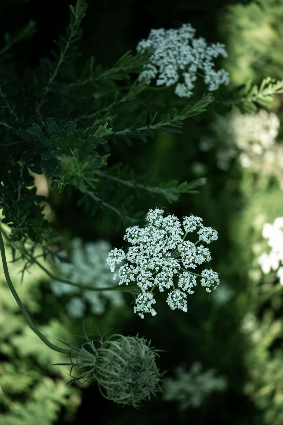 A Journey Through the Lore, & Medicinal Uses of this Angelic Plant