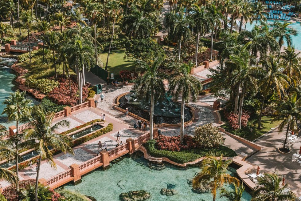 Botanical Treasures of The Bahamas, Most Common Plants