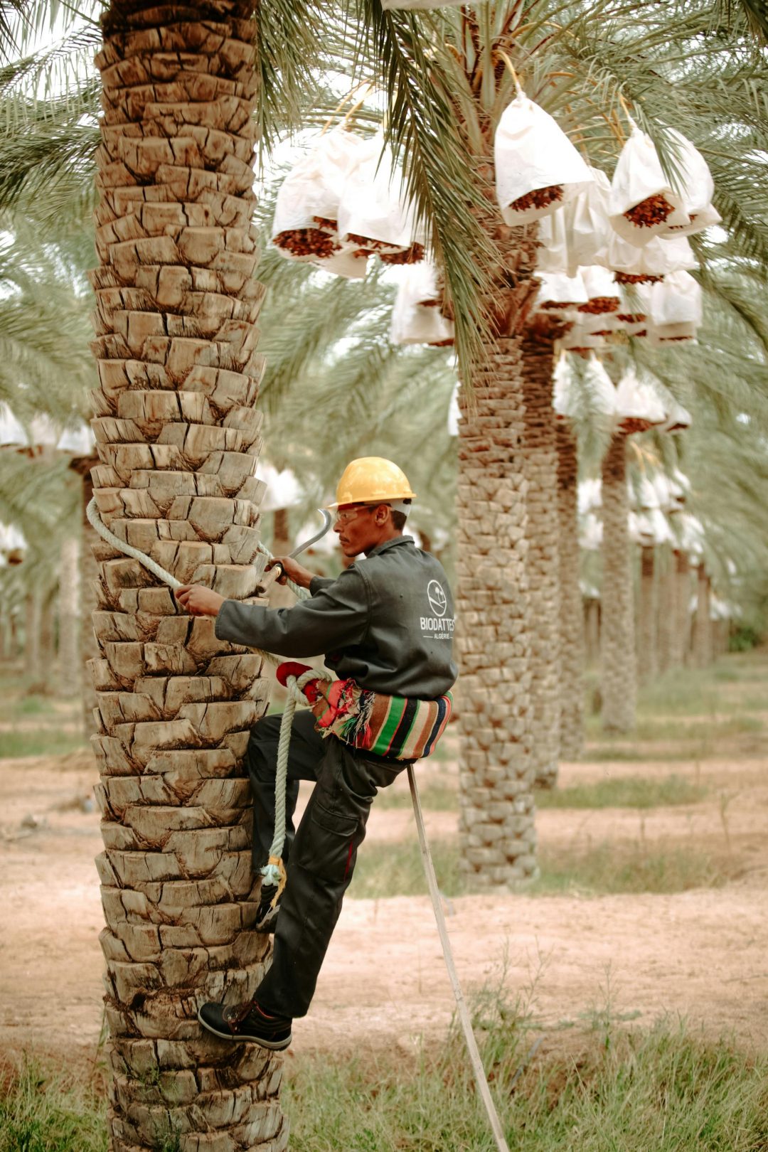 Palm Tree Berries and Fruit: A Deep Dive - For Plants