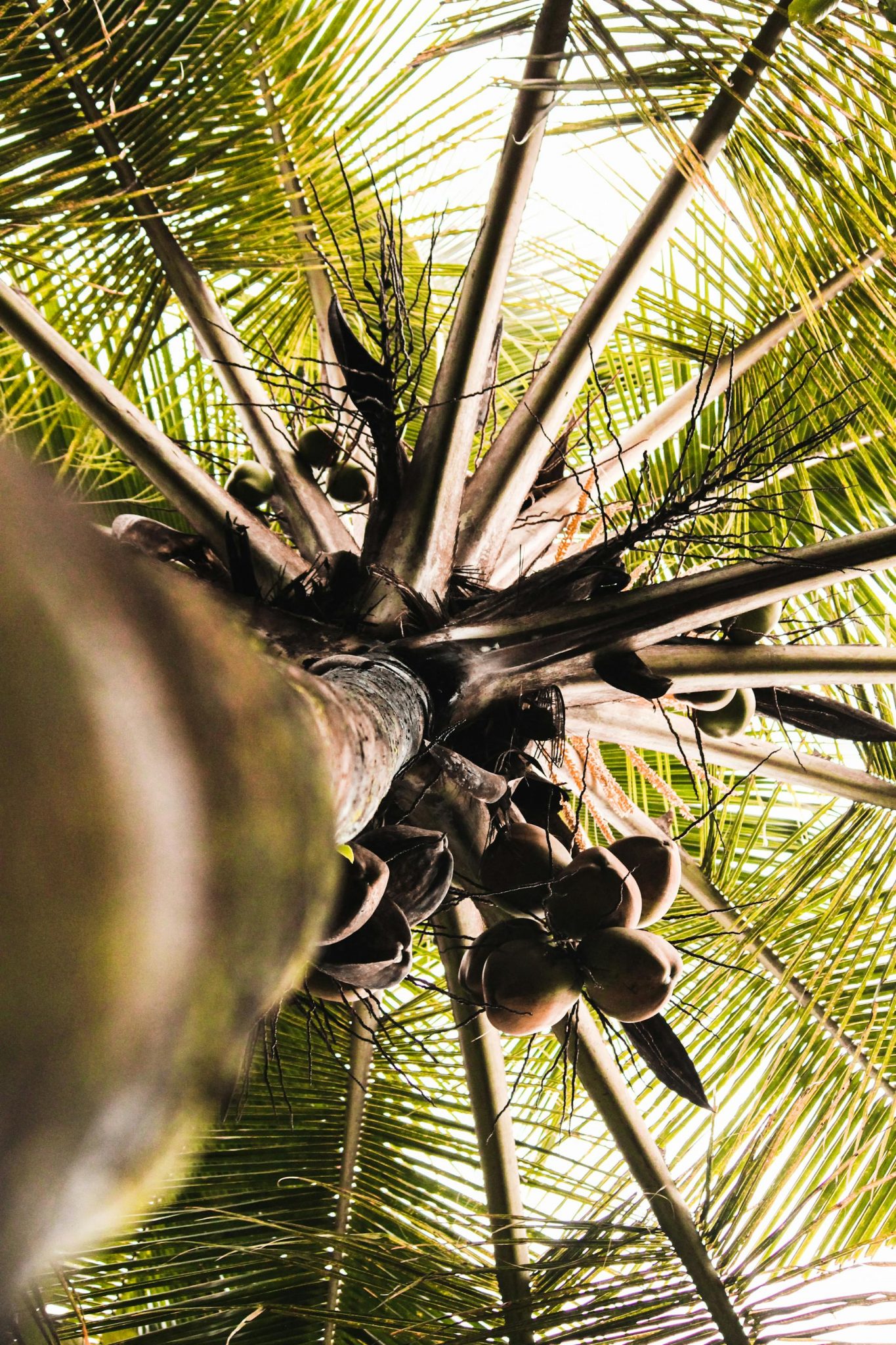 Palm Tree Berries and Fruit: A Deep Dive - For Plants
