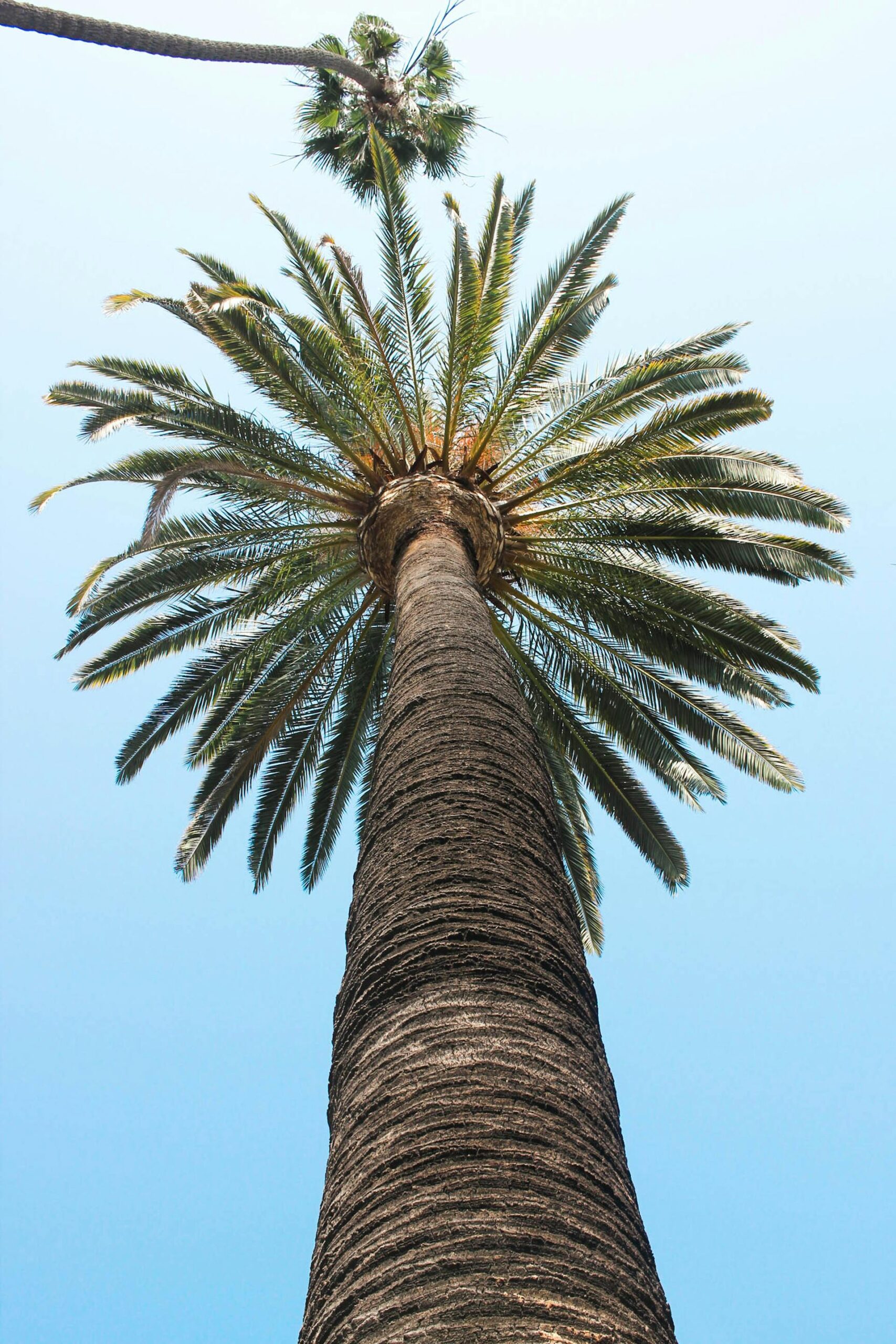 Shedding Light on Palm Trees: A Detailed Look at Why Palm Trees - For ...